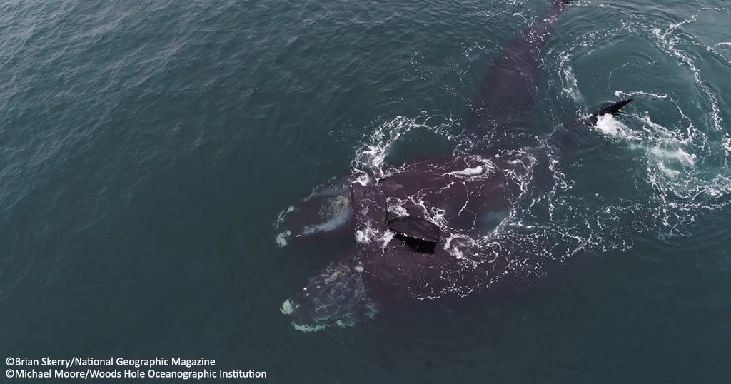 WATCH: Drone Video Shows Endangered Right Whales 'Hugging' In Cape Cod ...