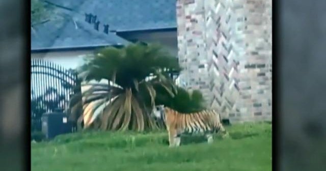 Tiger that was seen roaming Houston neighborhood found - CBS News