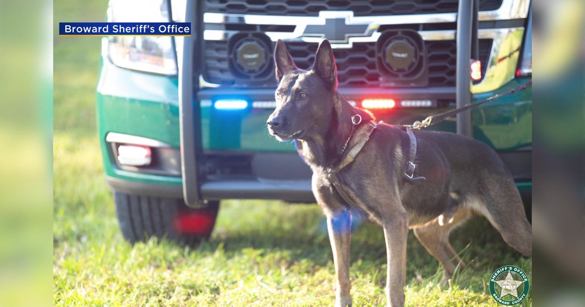 CBS4 News Goes Inside The BSO K-9 Unit - CBS Miami
