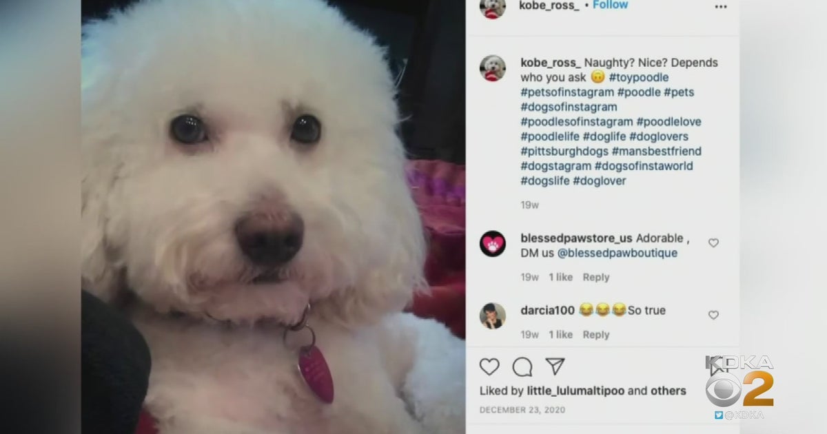 4 PetSmart Employees Facing Charges After Dog Strangled To Death During