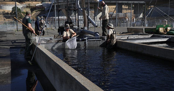 Nimbus Fish Hatchery Helps Release Salmon Into Waterways