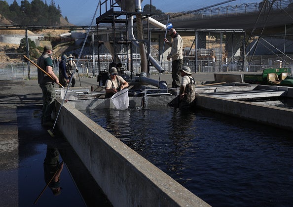 Nimbus Fish Hatchery Helps Release Salmon Into Waterways