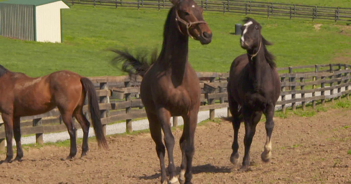 A Kentucky home for retired racehorses - CBS News