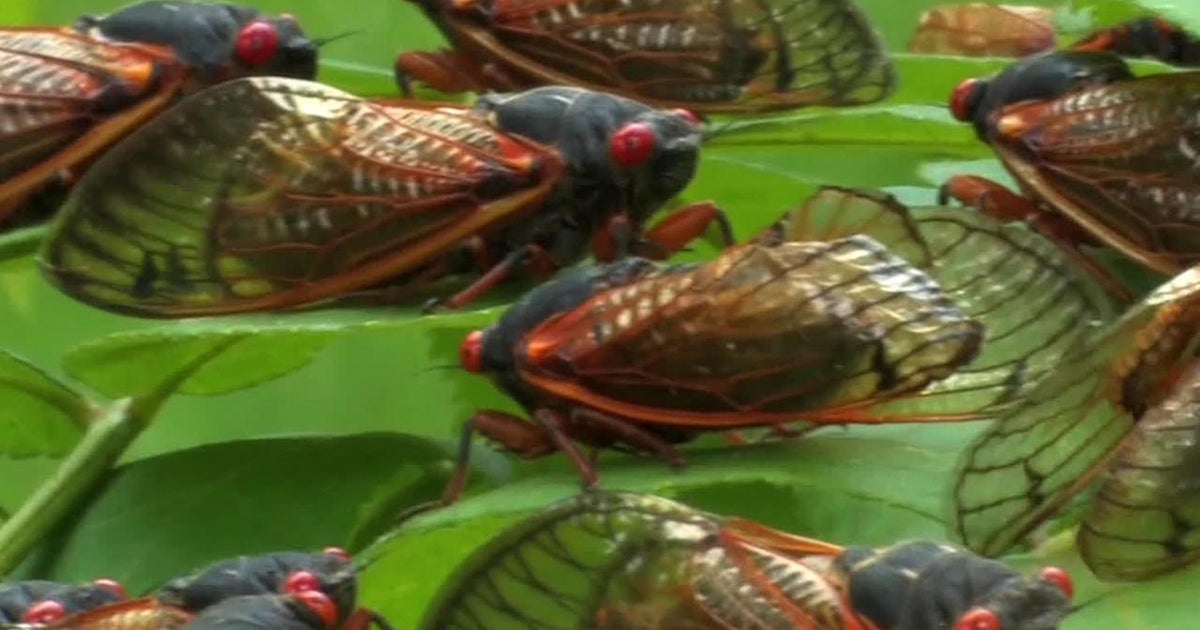 The return of the cicadas - CBS News