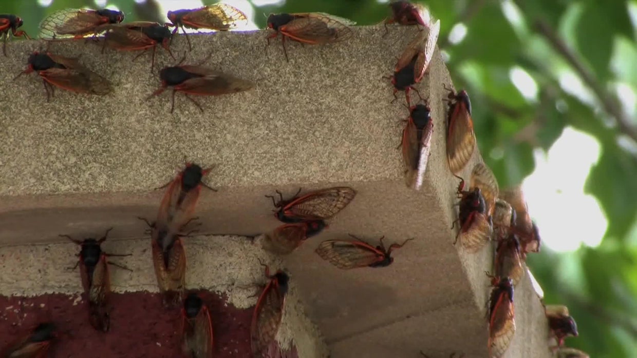 The return of the cicadas - CBS News