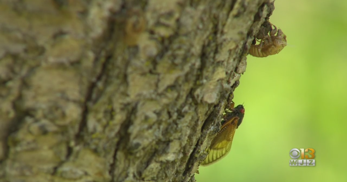 Three Different Types Of Cicadas Are Emerging In Maryland - CBS Baltimore