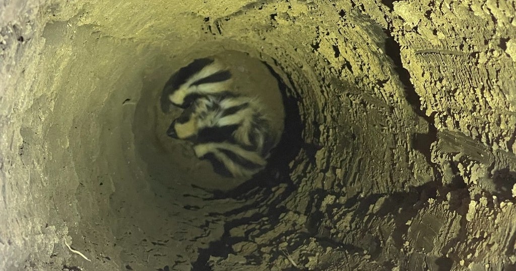 Skunks Rescued After Plunge At Menlo Park Construction Site - CBS San ...