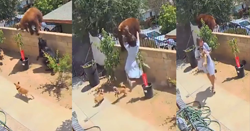 'Push An Apex Predator, Man': Teenage Girl Fights Off Bear To Rescue ...