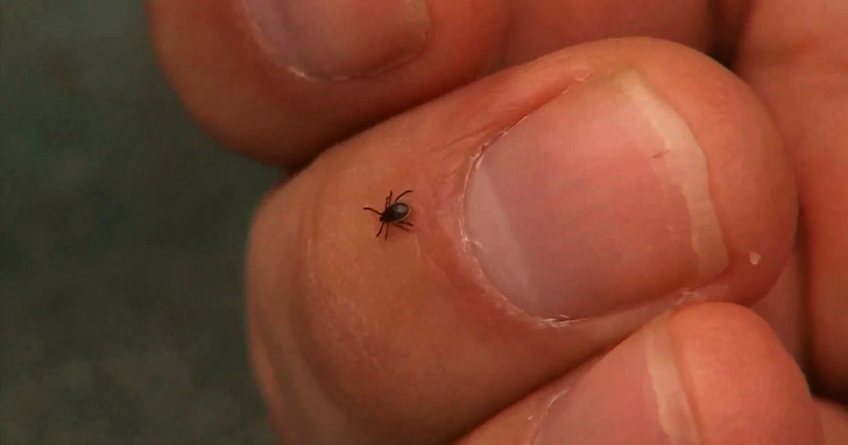 Deer Tick Season: How To Prepare And Protect Yourself, Family And Pets ...