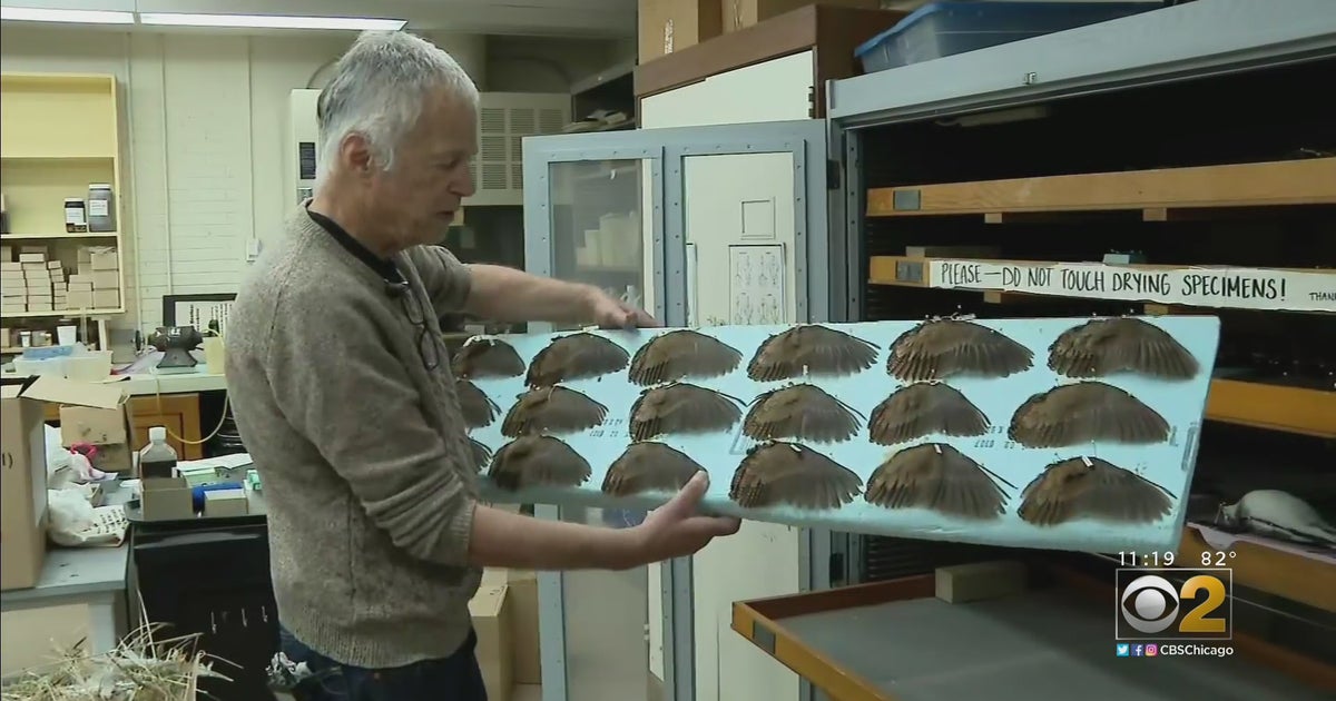 Field Museum Study Focuses On Solutions To Cut Down On Bird Collisions ...