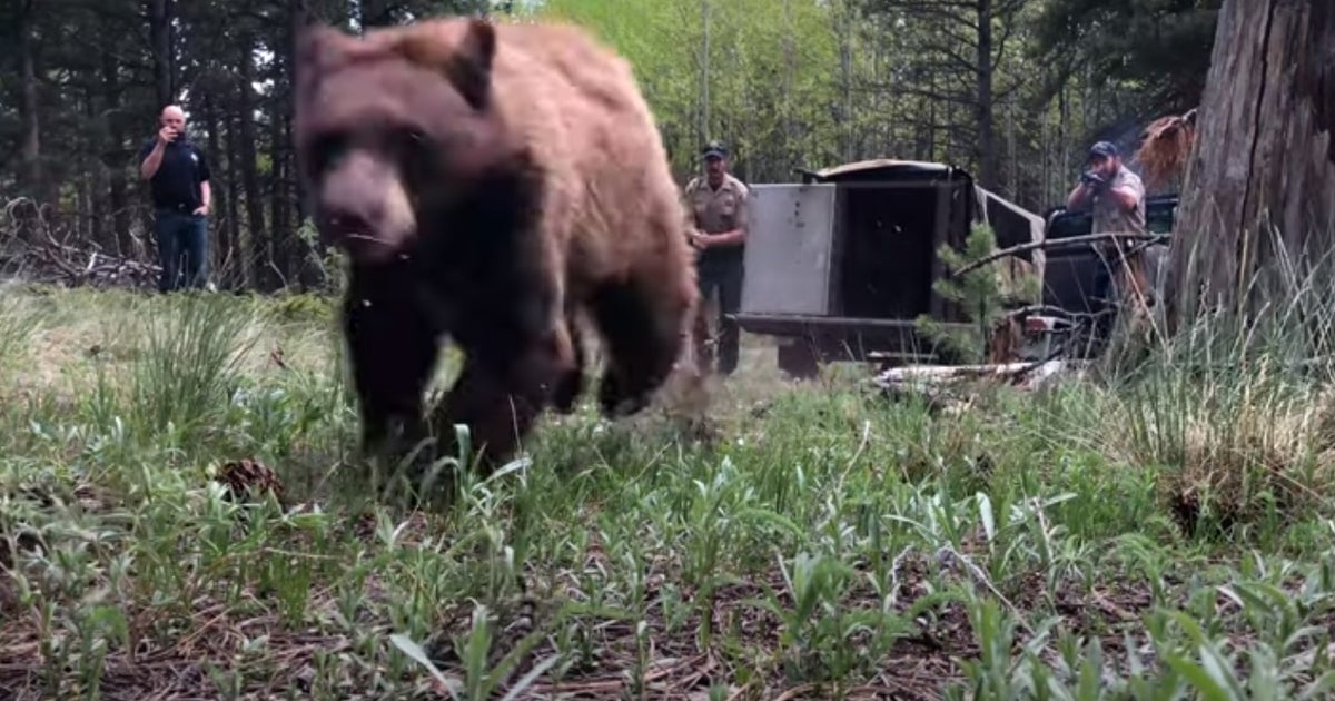 VIDEO: 6 Cameras Capture Colorado Black Bear's First Dash To Freedom ...