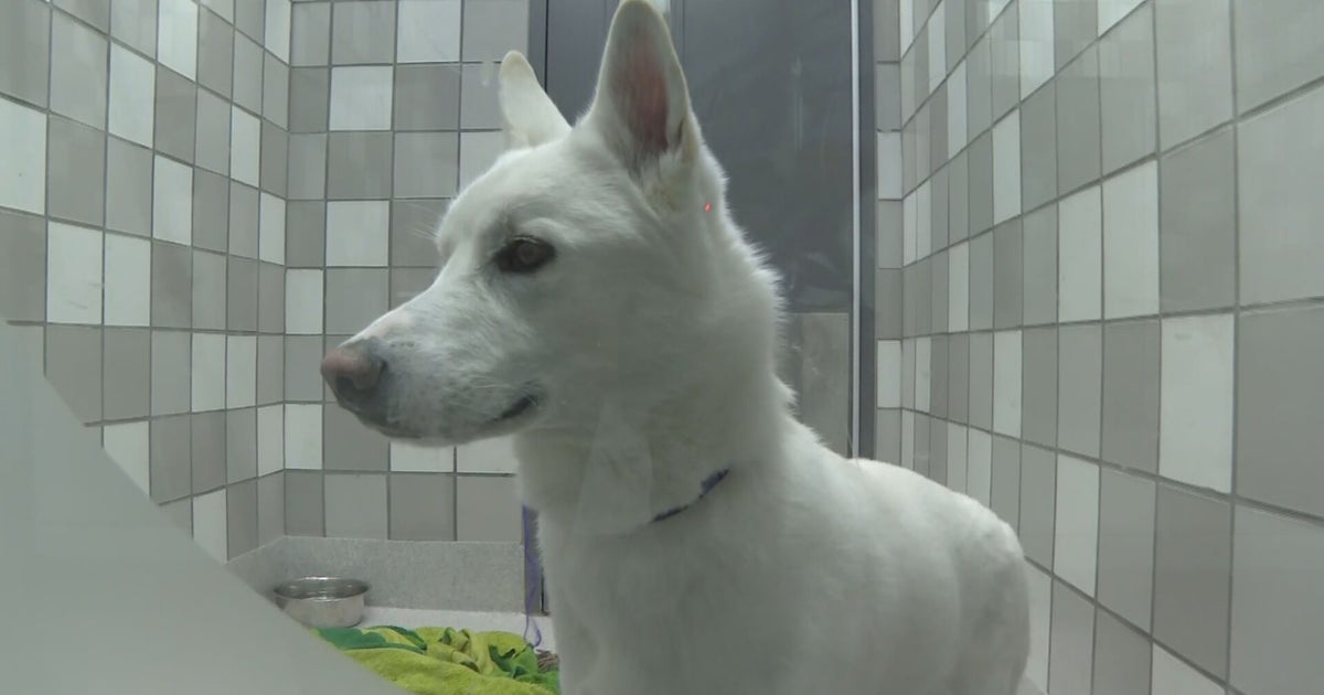 Dumb Friends League Fully Open And 'Unusually Full' Of Dogs - CBS Colorado