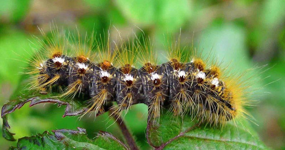 An invasive species of caterpillar is taking over Maine, causing ...