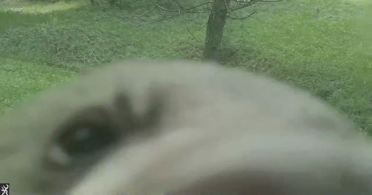 Bear Poses For 'Selfie' After Discovering Wildlife Camera - CBS Colorado