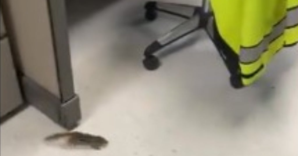 Chipmunk Wanted For 'Burglarizing' Pelham NH Police Department - CBS Boston