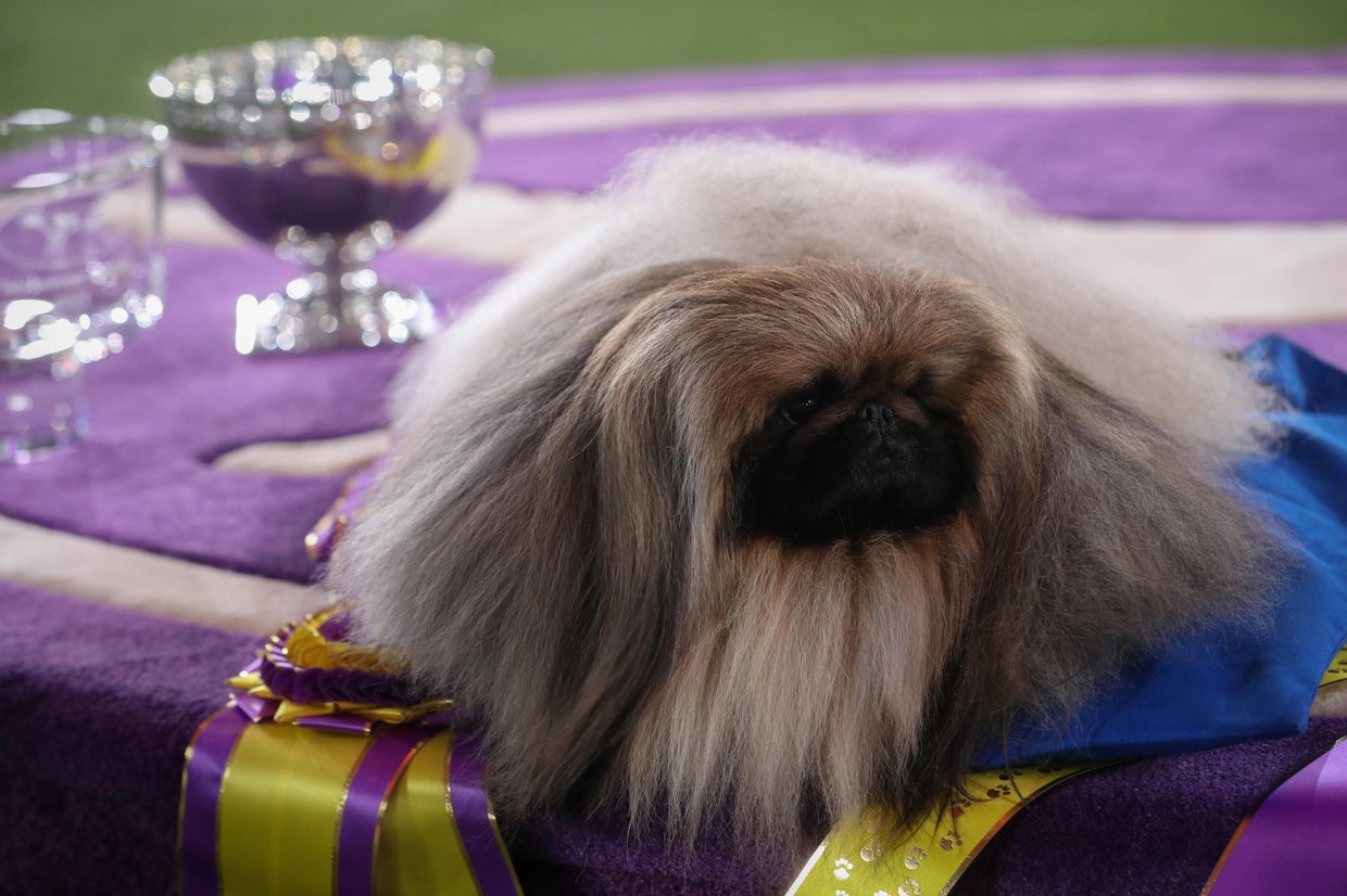 Wasabi, a Pekingese, takes top honors at Westminster dog show - CBS News