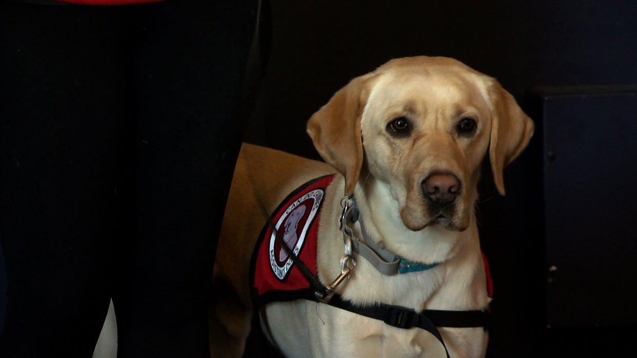 Find Out How You Can Help 'Can Do Canines' - CBS Minnesota