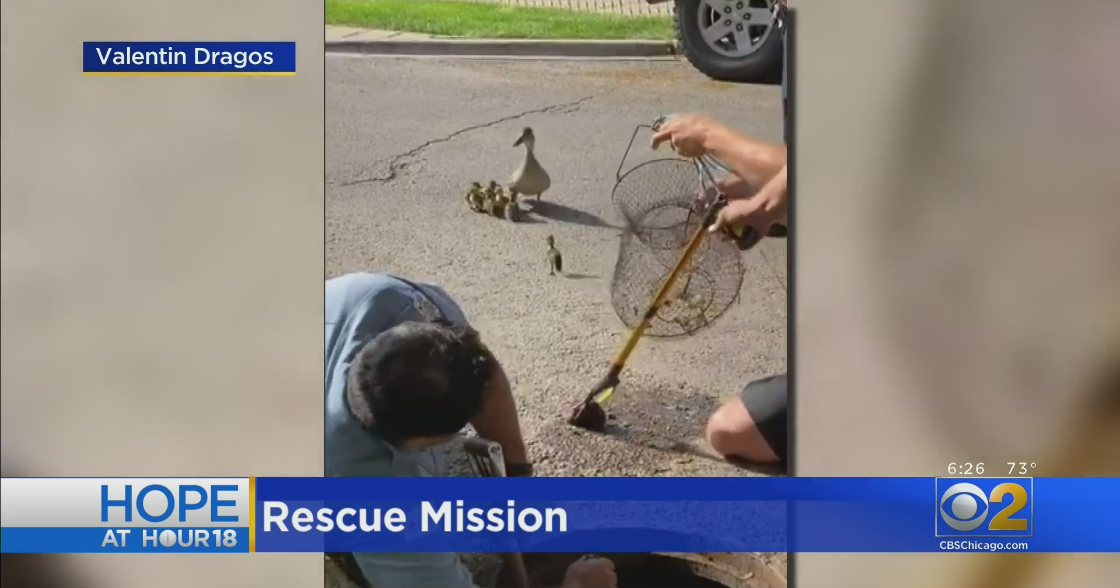 Chicago Police Rescue Ducklings From Uptown Sewer Grate As Mother Duck ...