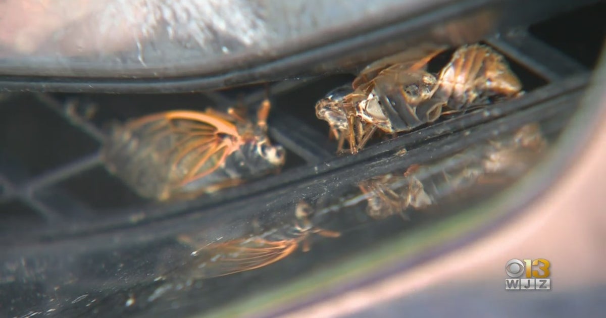 Cicadas Could Cause Your Car To Overheat, AAA Says - CBS Baltimore