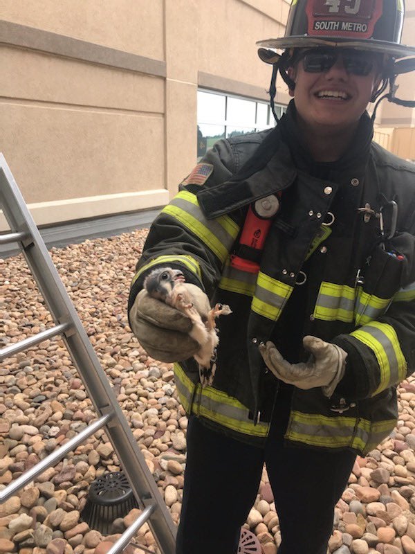 South Metro Firefighter Rescues Fawn, Baby Falcon And Cat In One Day ...