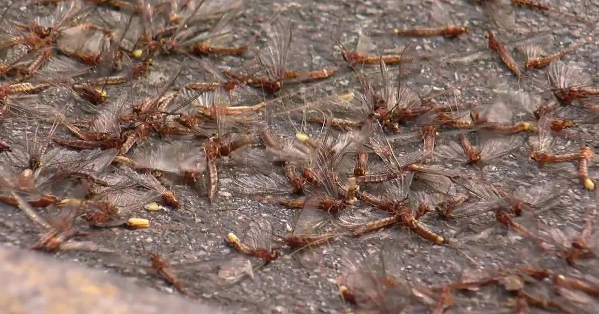 Mayflies Hatch In Downtown St. Paul, In Some Places Blanketing ...