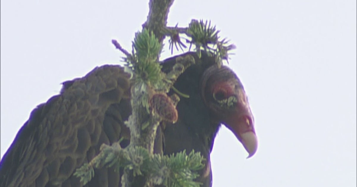 Turkey Vultures Make Life Difficult For Some Longmont Residents As ...