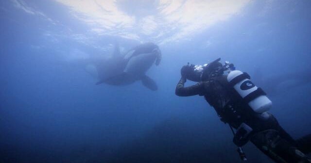 Brian Skerry showcases life under the sea in new documentary - CBS News