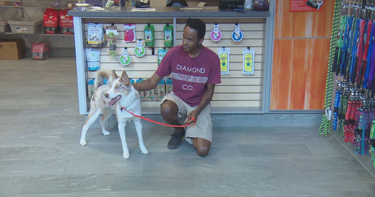 Name Your Price: Dumb Friends League Encouraging More Pet Adoptions ...