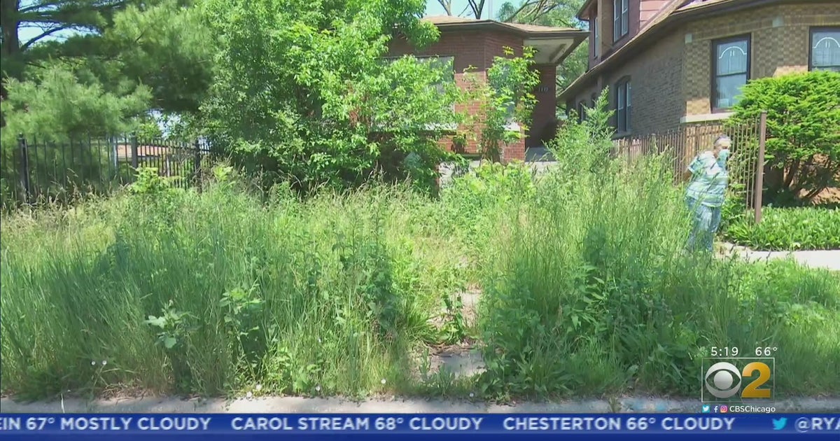 Chicago City Leaders To Go For Training On Dealing With Overgrown ...