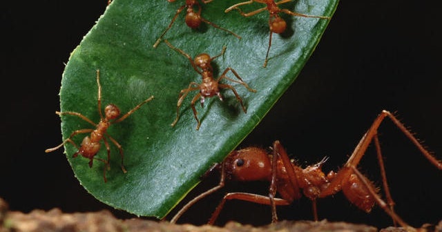 Small wonders: What ants can teach us - CBS News