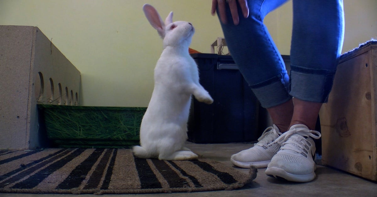 Abandoned Rabbits, Adopted During Pandemic, Multiplying In Some ...