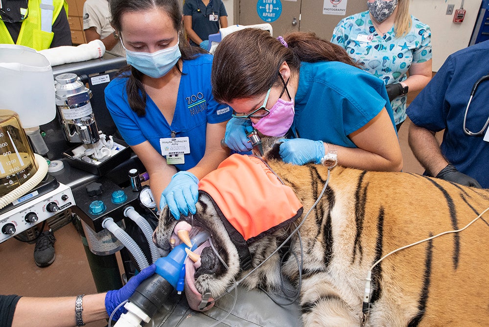 Zoo Miami Tiger 'Berani' Undergoes Fertility Exam - CBS Miami