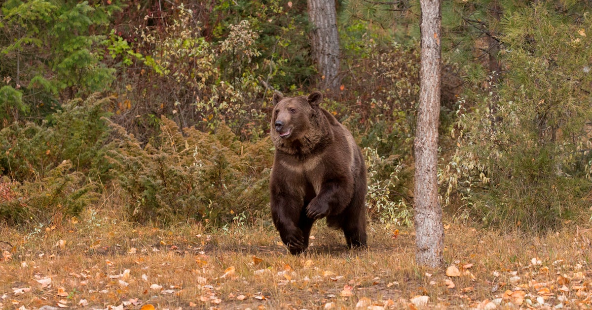 Grizzly Bear That Killed Chico Woman In Montana Tracked Down And Killed ...