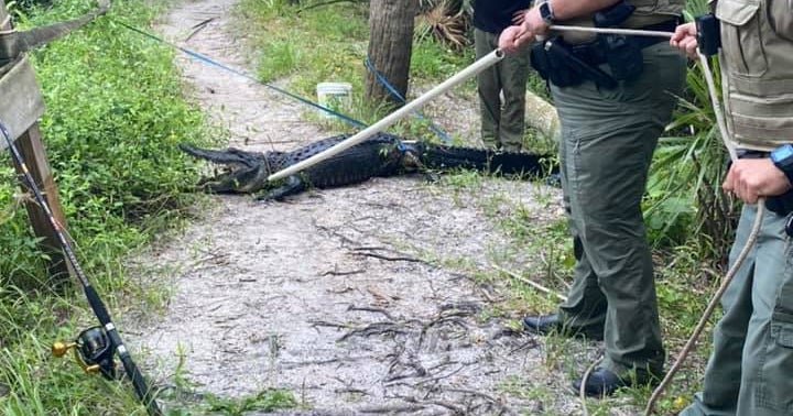 Man Seriously Hurt In Florida Alligator Attack After Falling Off Bike ...