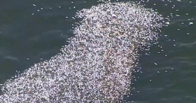 Toxic algae bloom ravages marine life on Florida's coast - CBS News