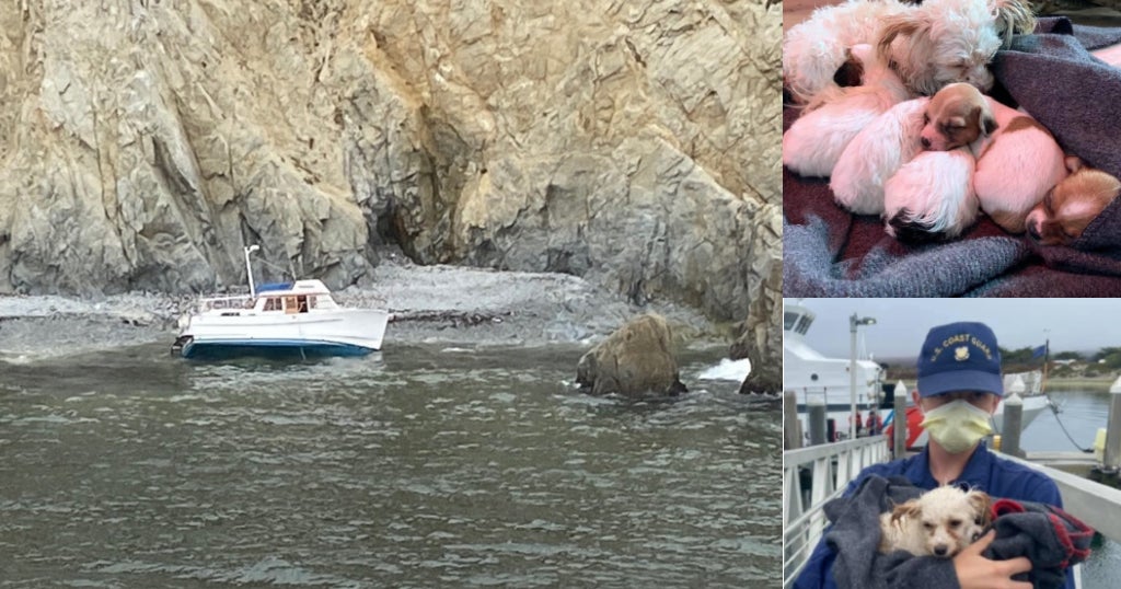 Boater, 6 Dogs Rescued From 30-Foot Vessel Grounded At Tomales Point ...