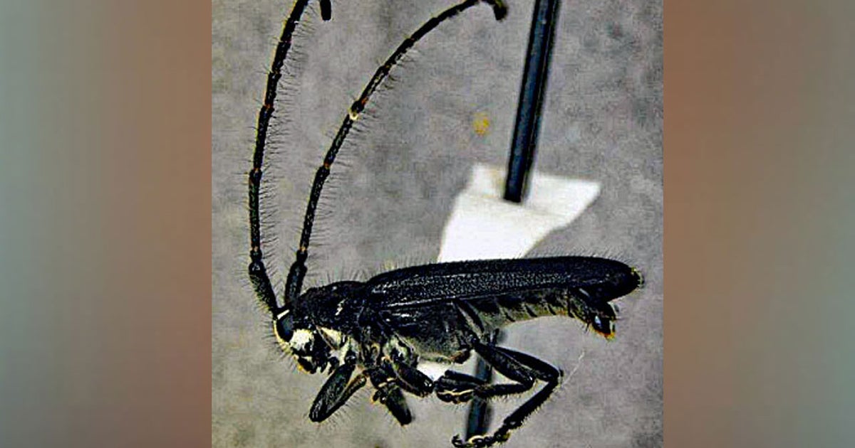 For First Time In Nation's History, U.S. Customs Agents Intercept Rare ...