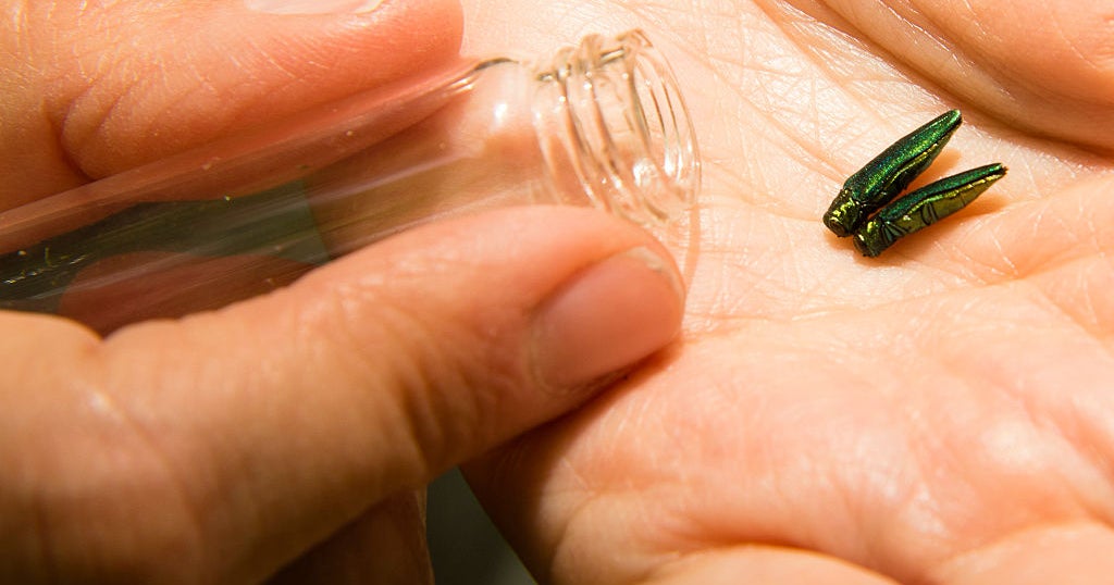 Invasive Beetle Attacking North Texas Ash Trees - CBS Texas