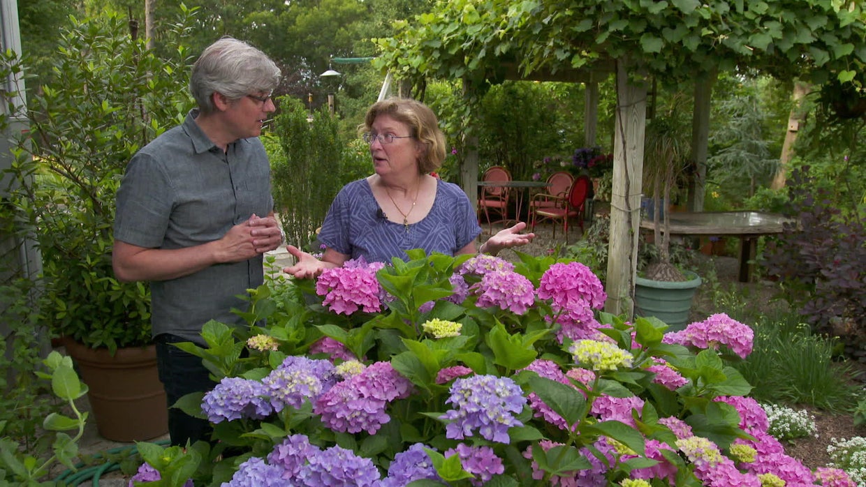 Nurturing the magic of hydrangeas - CBS News
