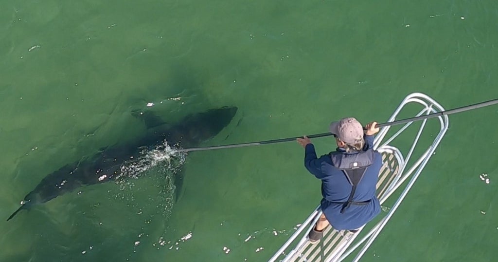Shark Tourism Grows On Cape Cod, 3 Years After Attacks - CBS Boston