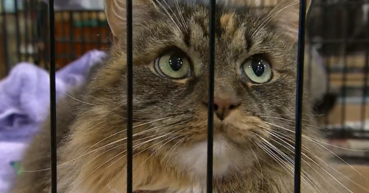 Senior citizens and cats find their perfect match - CBS News