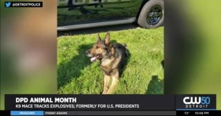 DPD Animal Month: K9 Mace Tracks Explosives, Formerly Conducted Sweeps ...
