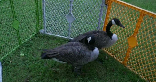 Goose gets surprise visitor while recovering from surgery - CBS News