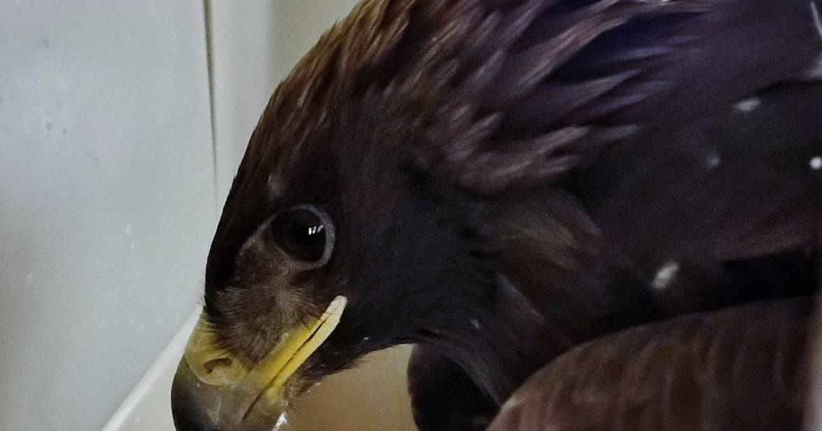 Wildlife Officers Rescue Golden Eagle Near Colorado Springs - CBS Colorado