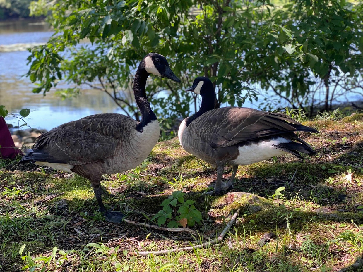 Goose recovering from surgery at Massachusetts wildlife center has ...