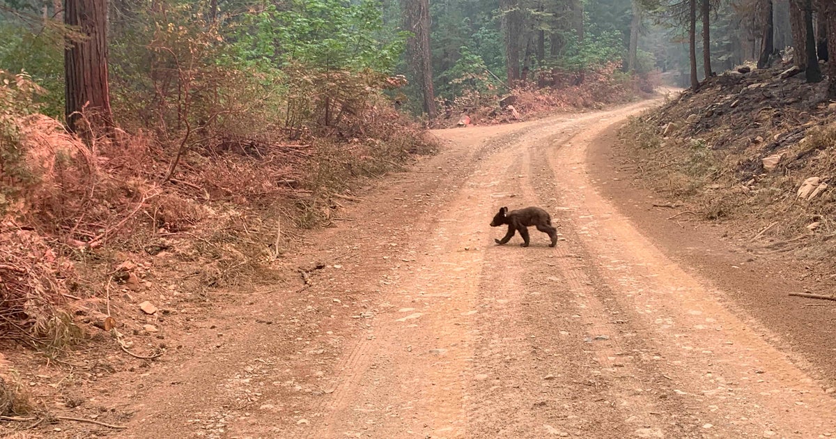 Firefighters Believe Wandering Emaciated Bear Cub 'Smokey' Was Orphaned ...