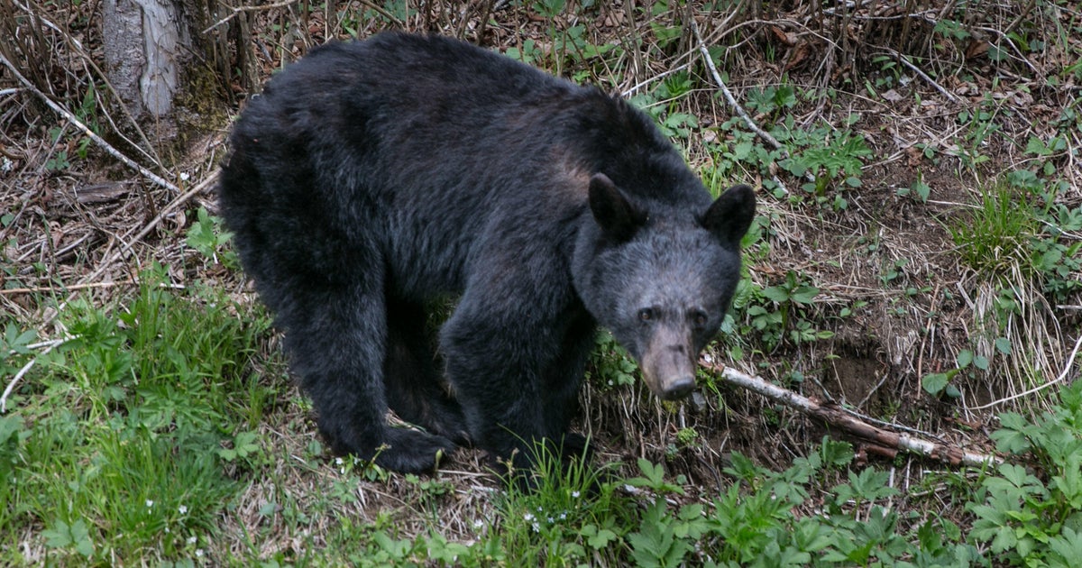 Illinois man visiting Great Smoky Mountains National Park killed by bear, medical examiner says ...