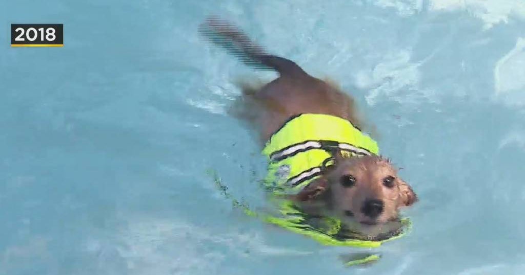 Allegheny County's 'Pooches In The Pool' Event Returns This Labor Day ...