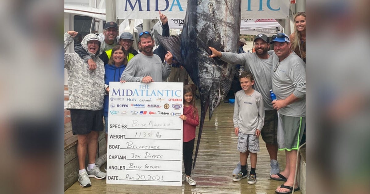 A 1,135-Pound Blue Marlin Caught Near Ocean City Sets New Maryland ...