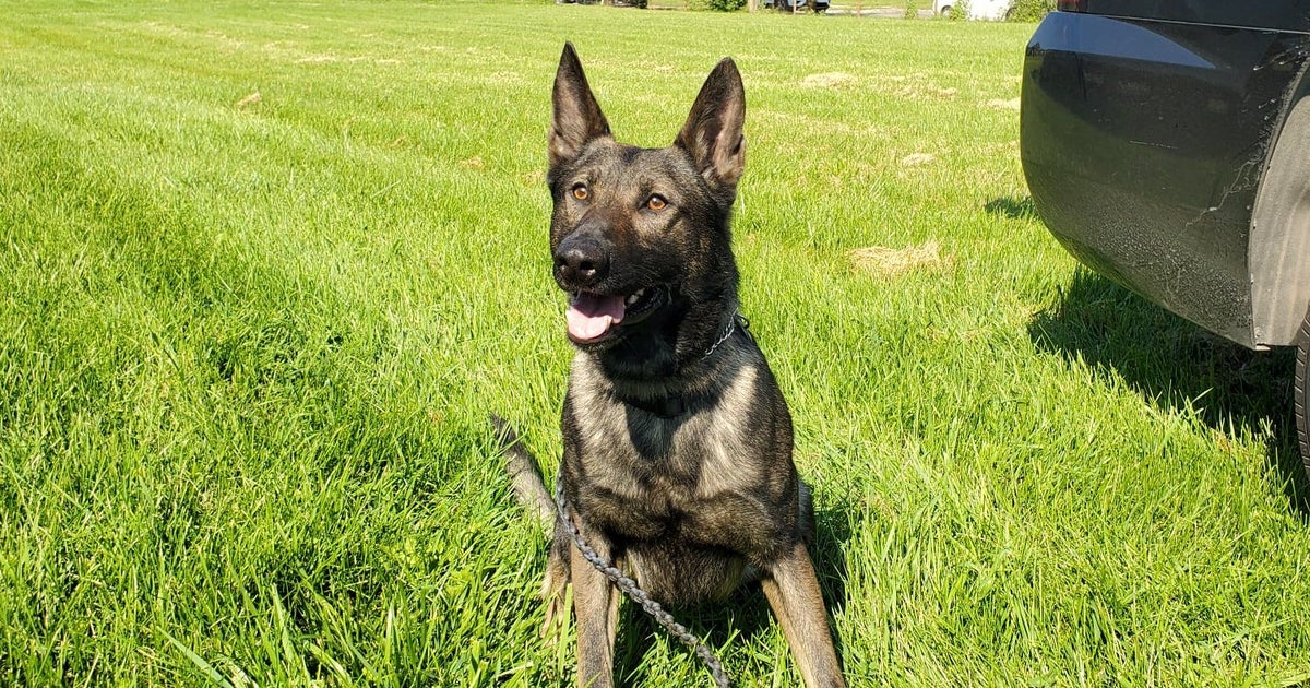 DPD Animal Month Feature: Meet K9 Roky - CBS Detroit